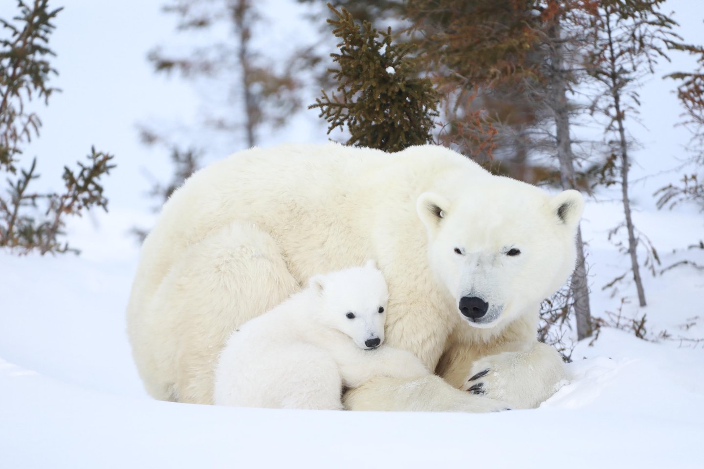 Beyond Boreal Expeditions - Indigenous Winter Experiences
